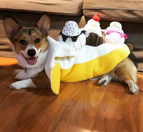 Best Corgi Halloween Costumes That Are So Funny!