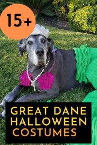 23 Best Great Dane Halloween Costumes That Are So Funny!