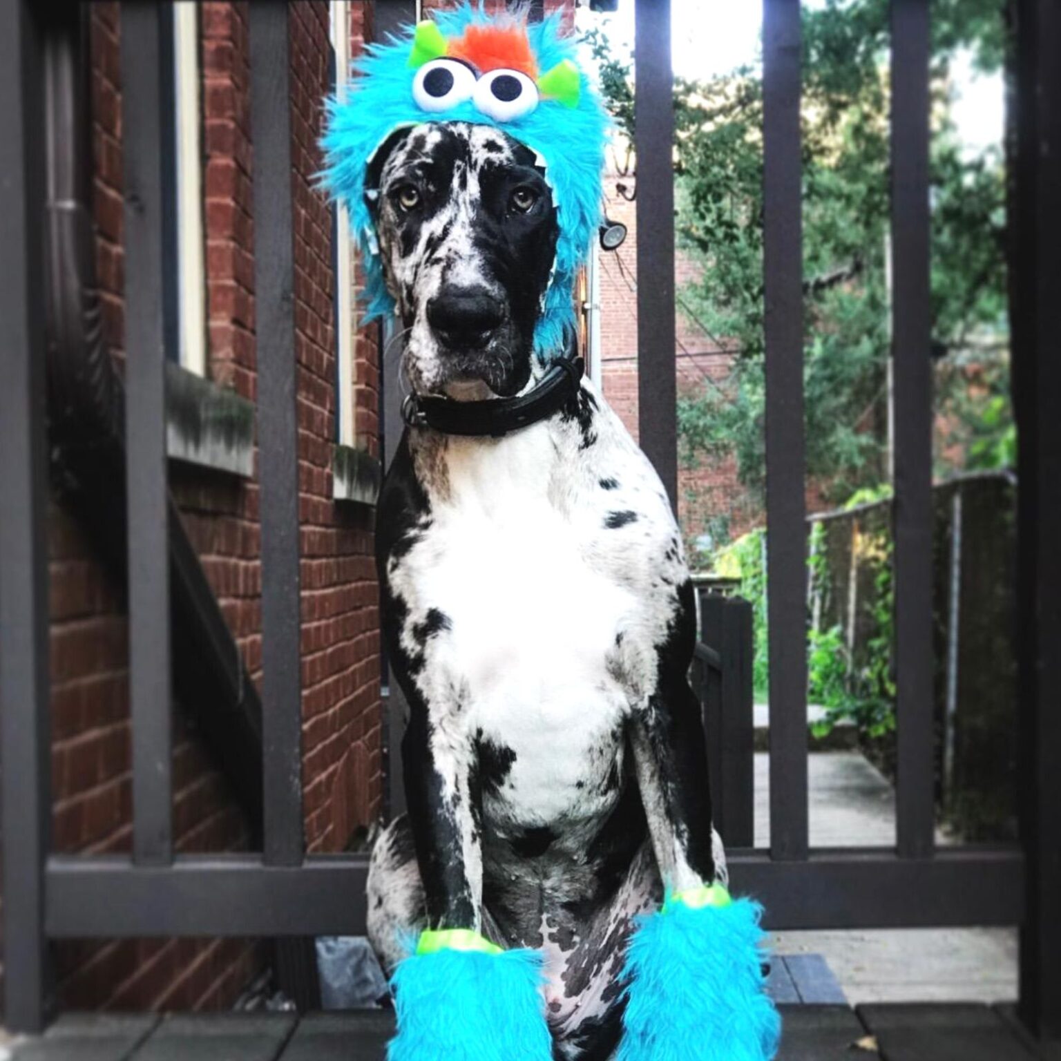 Best Lab Halloween Costumes (So Adorable!)