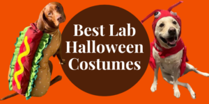 Best Lab Halloween Costumes (So Adorable!)