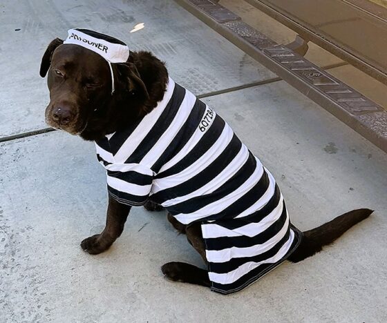 Best Lab Halloween Costumes (So Adorable!)