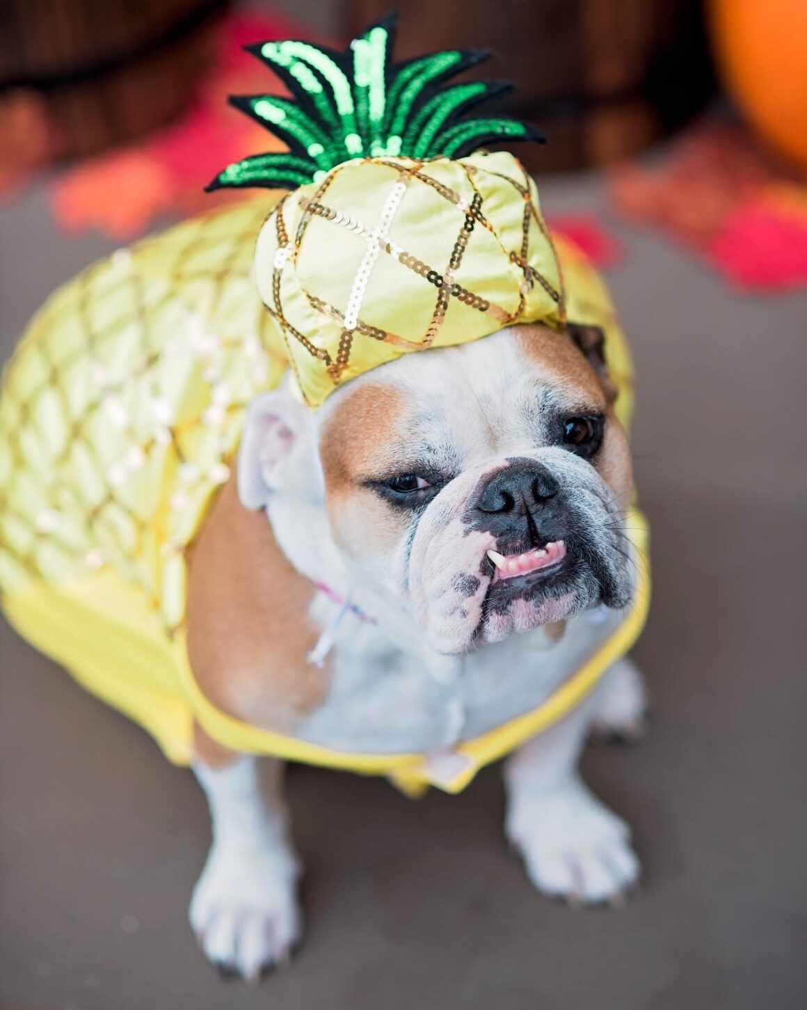 Funny Dog Costumes for Halloween to Make You Laugh!