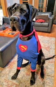 23 Best Great Dane Halloween Costumes That Are So Funny!