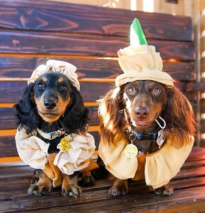 23 Best Dog Duo Costumes Perfect for Halloween!
