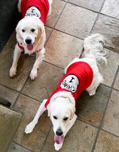 23 Best Dog Duo Costumes Perfect for Halloween!