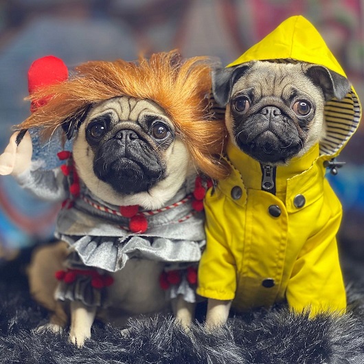 25 Best Halloween Costumes For Pugs That Are So Cute 