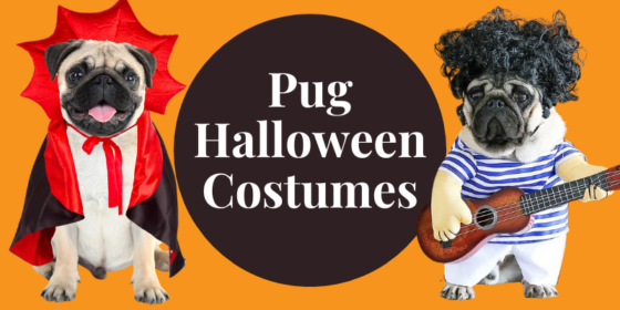 25 Best Halloween Costumes for Pugs That Are So Cute!