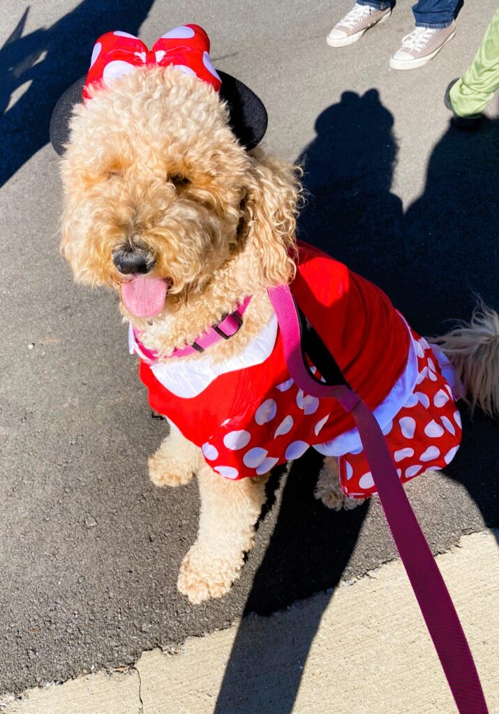 25 Best Disney Dog Costumes. Find Dog + Owner Costumes Too!