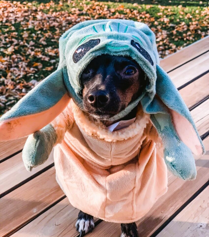 19 Best Star Wars Dog Costumes for Halloween.