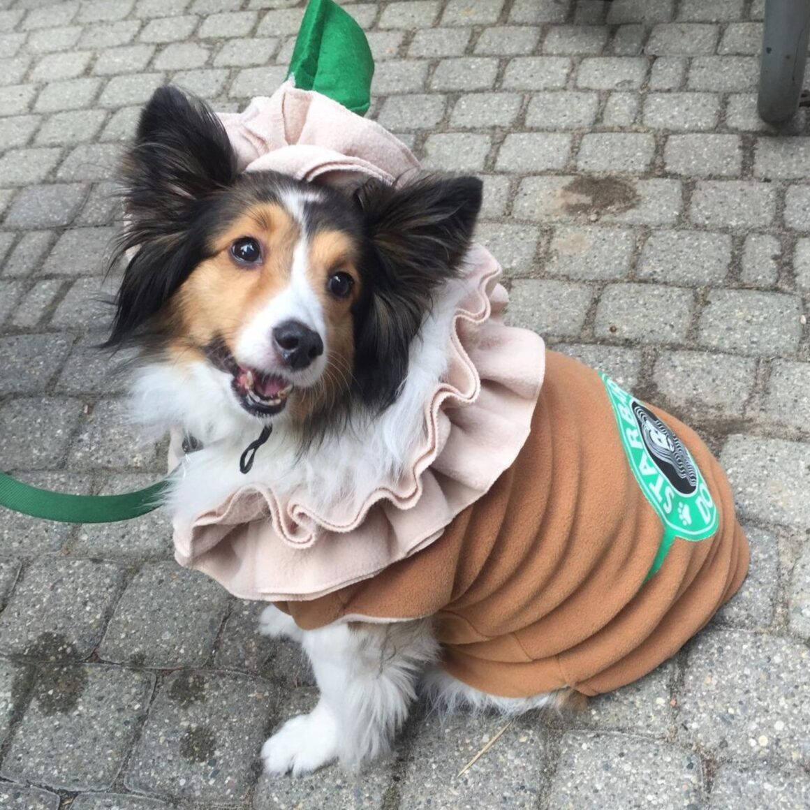 23 Best Dog Duo Costumes Perfect for Halloween!