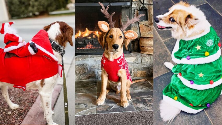 15 Best Dog Christmas Costumes for this Holiday Season.