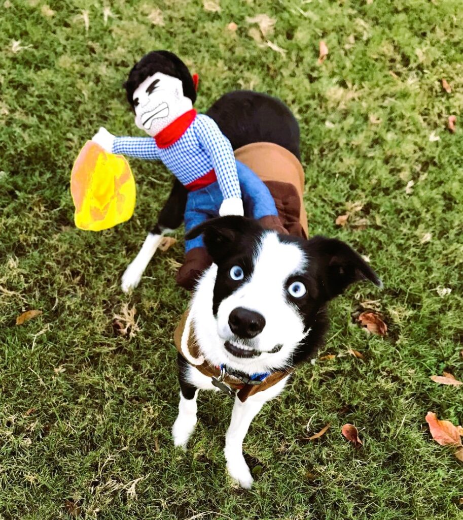 60 Best Dog Halloween Costumes of All TIme.