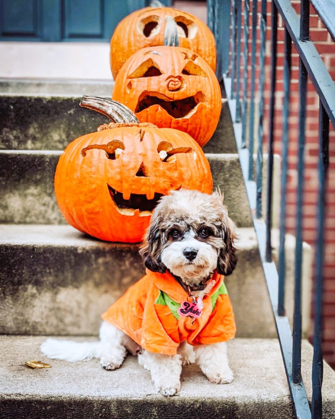 60 Best Dog Halloween Costumes of All TIme.