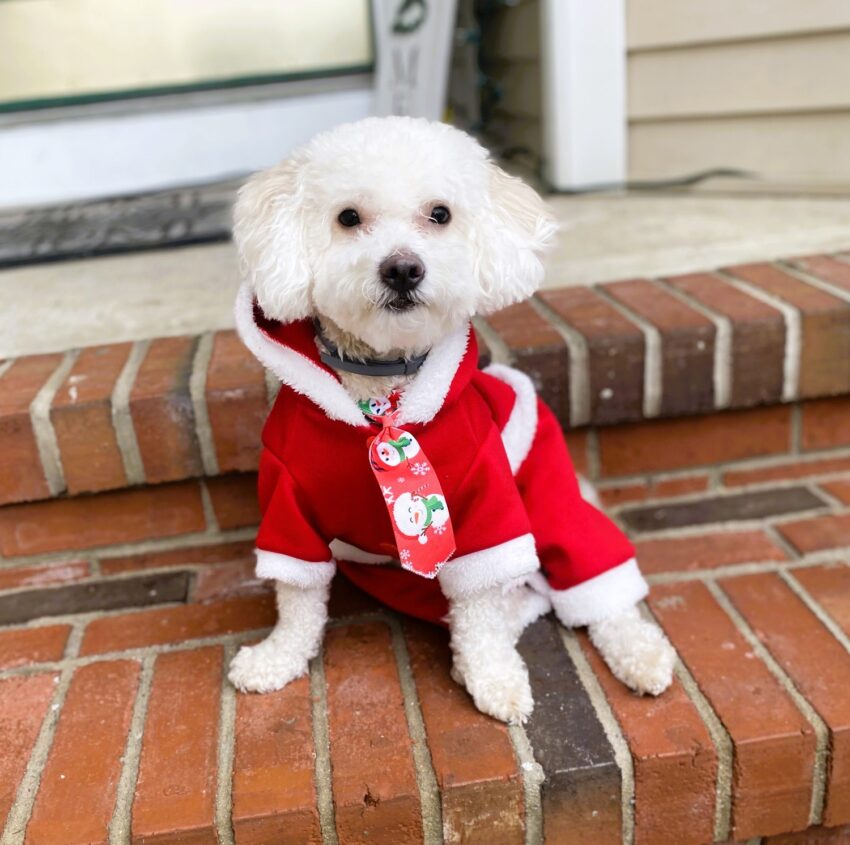 15 Best Dog Christmas Costumes for this Holiday Season.