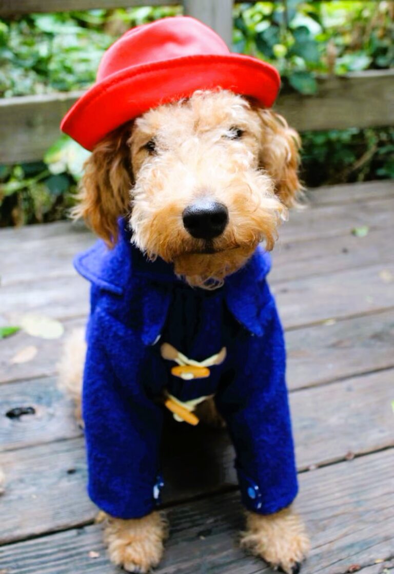 Super Cute Dog Costumes Perfect for Halloween.