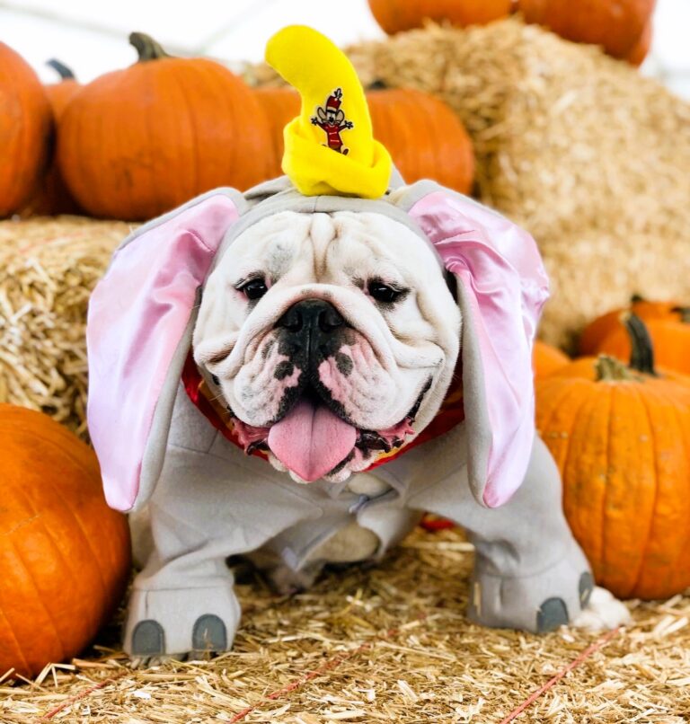 Super Cute Dog Costumes Perfect for Halloween.