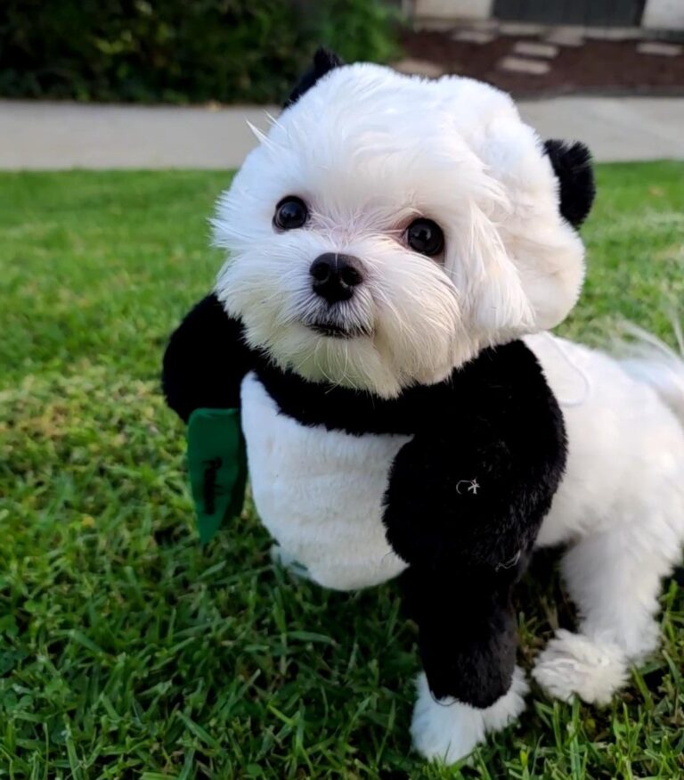 Super Cute Dog Costumes Perfect for Halloween.