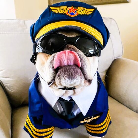 Super Cute Dog Costumes Perfect for Halloween.
