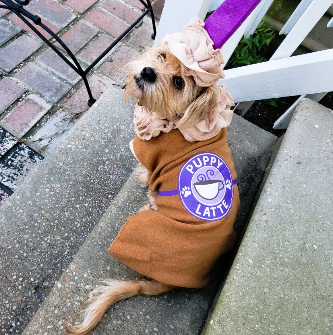 Super Cute Dog Costumes Perfect for Halloween.
