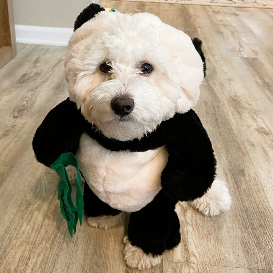Best Lab Halloween Costumes (So Adorable!)