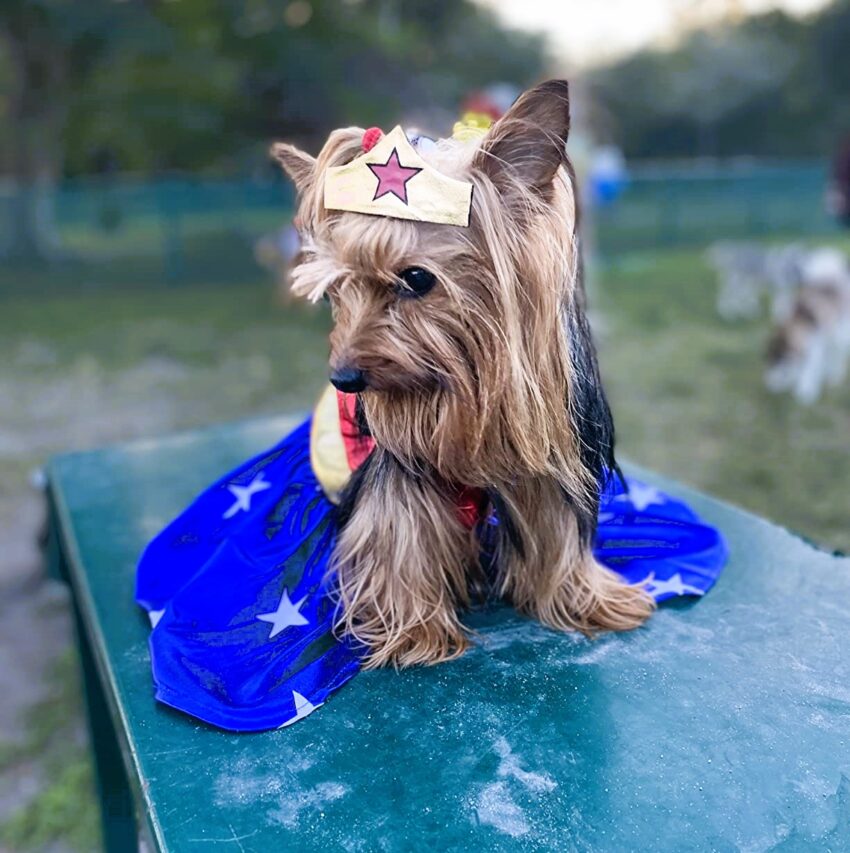Super Cute Dog Costumes Perfect for Halloween.
