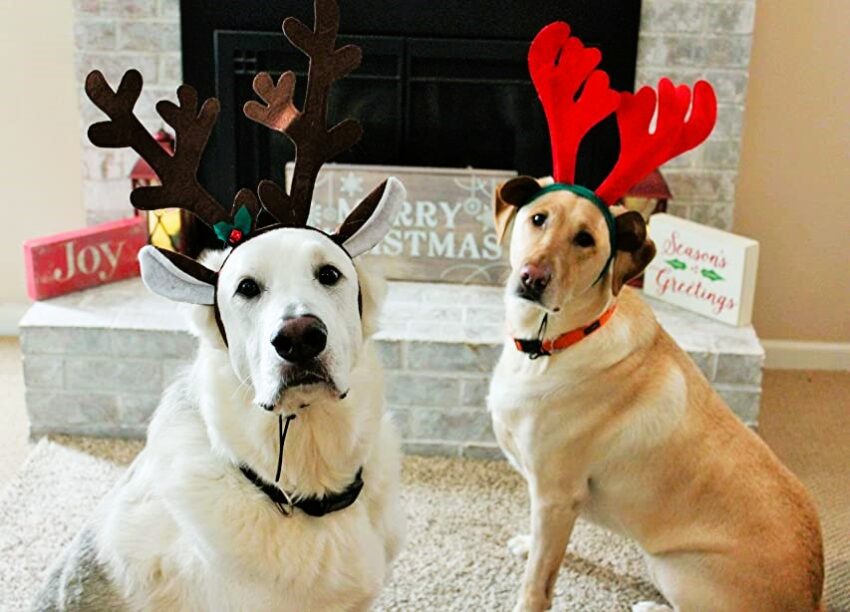 15 Best Dog Christmas Costumes for this Holiday Season.