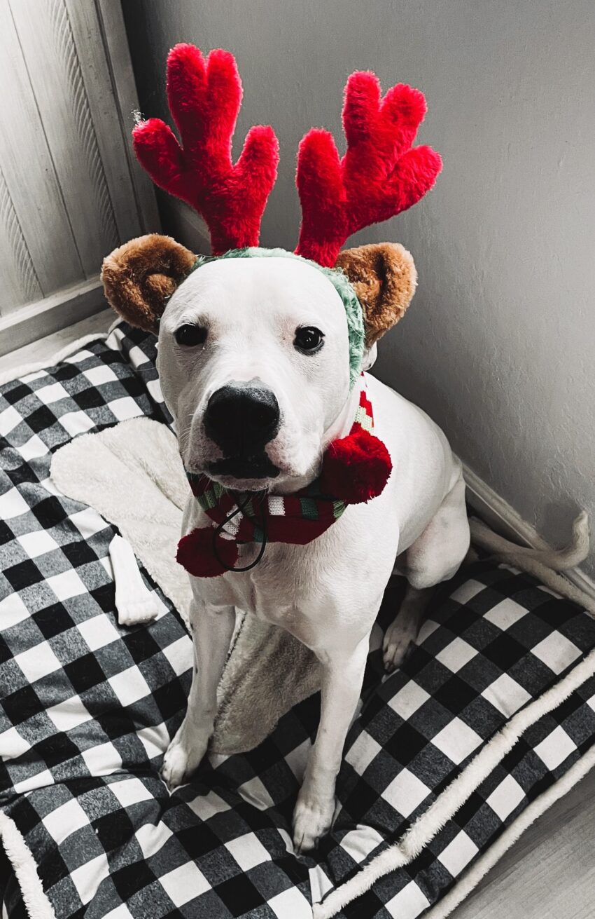 15 Best Dog Christmas Costumes for this Holiday Season.
