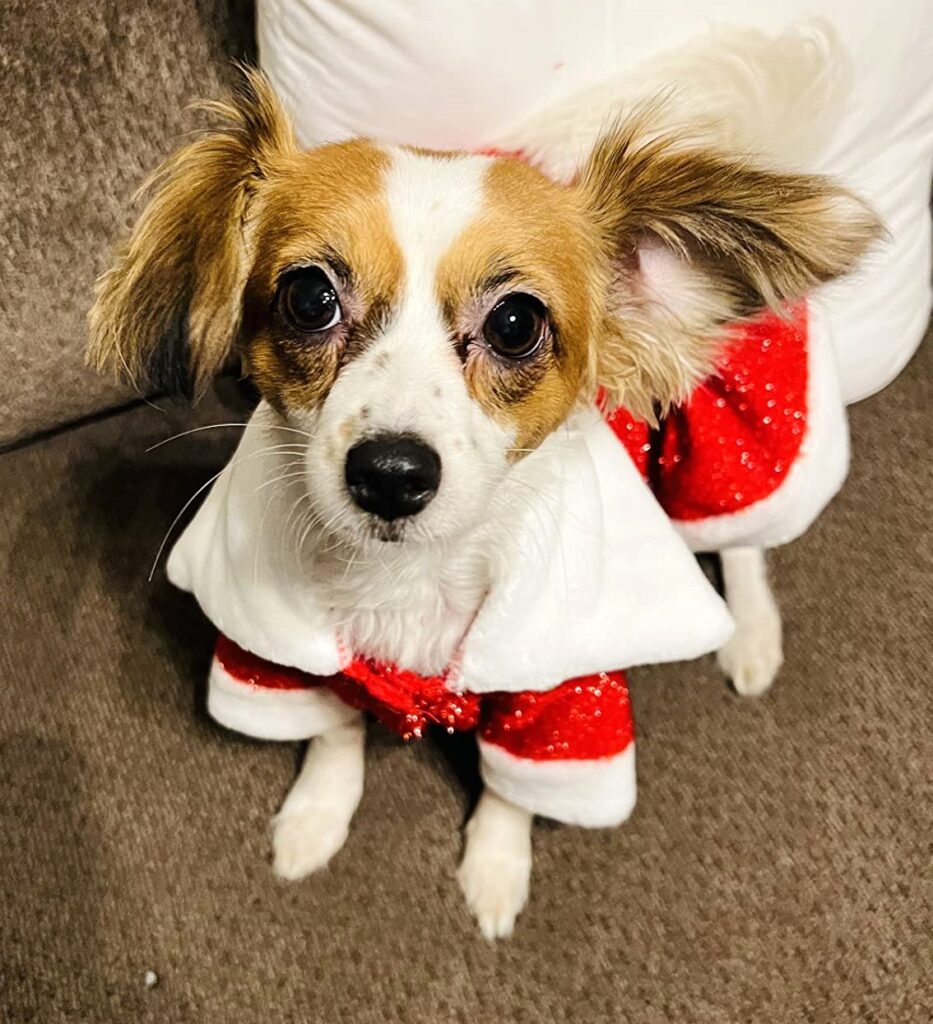 15 Best Dog Christmas Costumes for this Holiday Season.