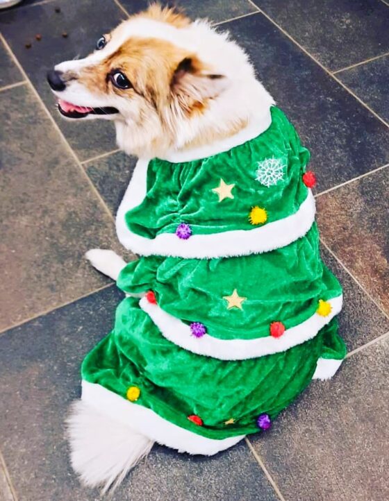15 Best Dog Christmas Costumes for this Holiday Season.