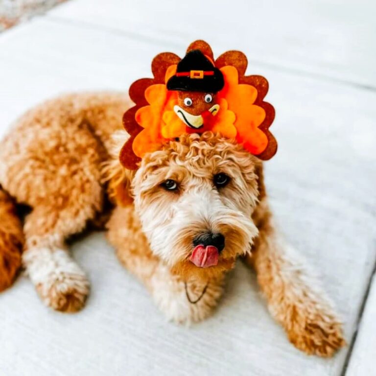 Best Dog Thanksgiving Costumes for Turkey Day.