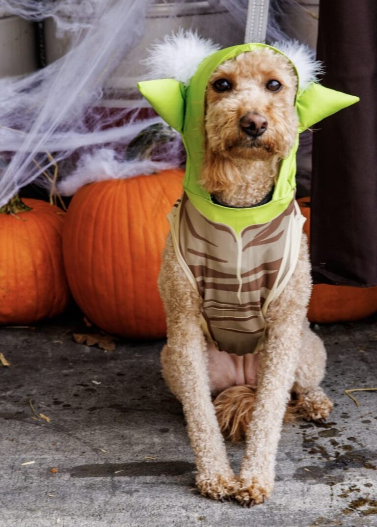 19 Best Star Wars Dog Costumes for Halloween.