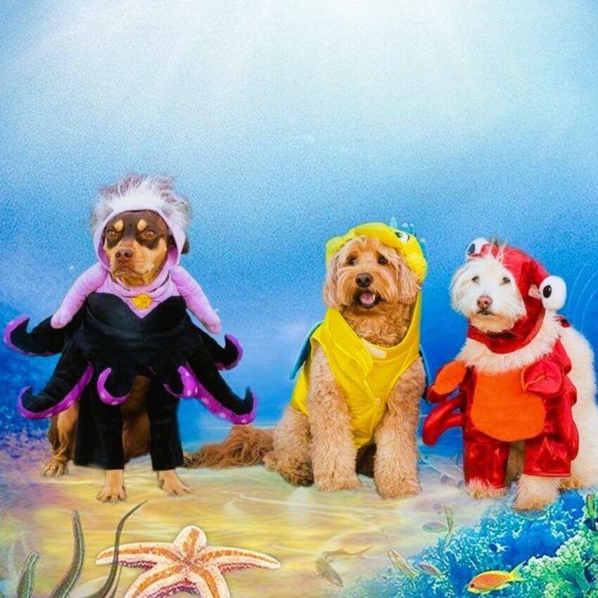 30 Cutest Disney Sibling Costumes for Halloween.
