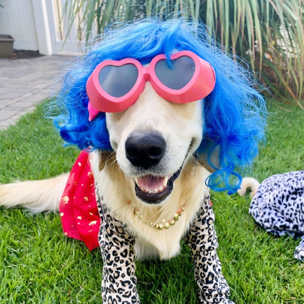 23 Best Dog Duo Costumes Perfect for Halloween!