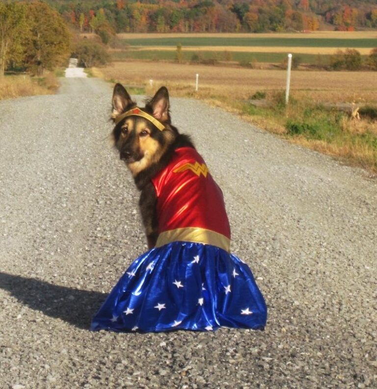 Best German Shepherd Halloween Costumes That Fit!