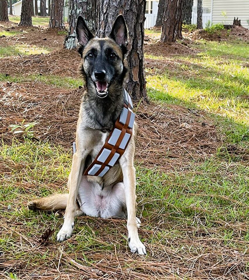 Best German Shepherd Halloween Costumes That Fit!