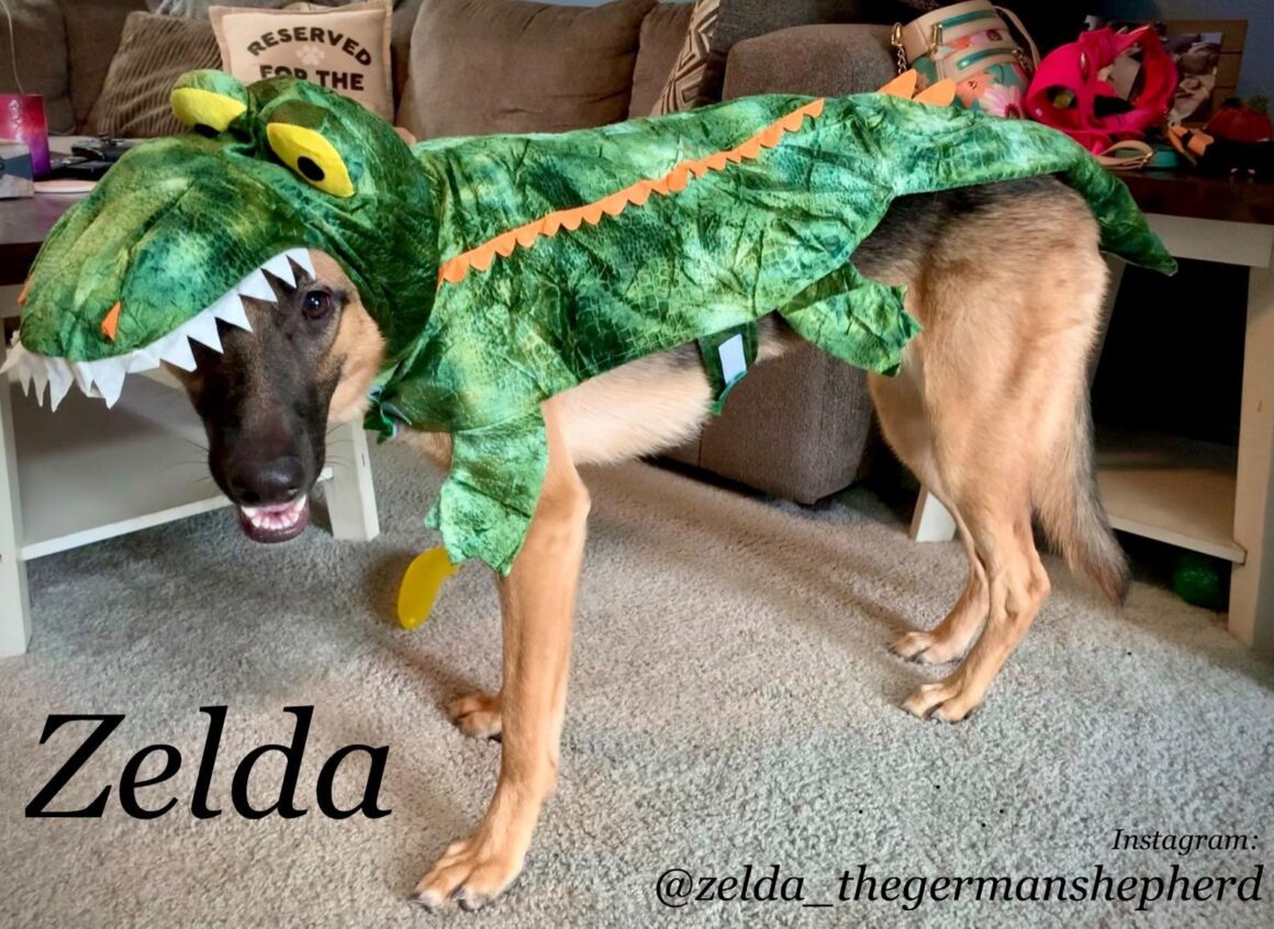 Best German Shepherd Halloween Costumes That Fit!