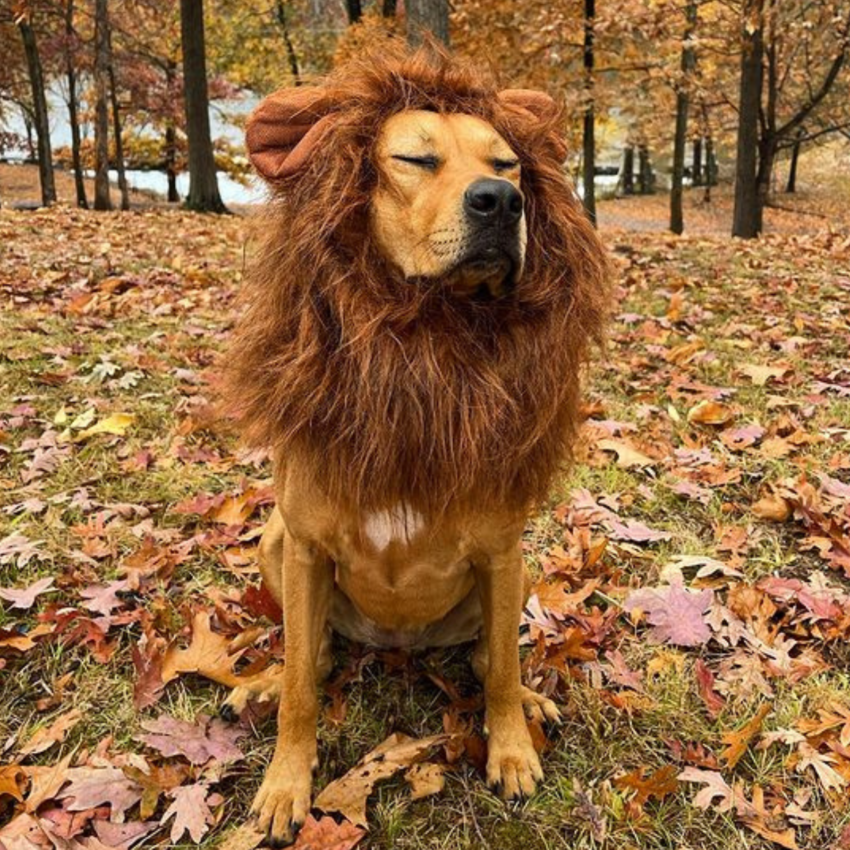 21 Cutest Goldendoodle Halloween Costumes.