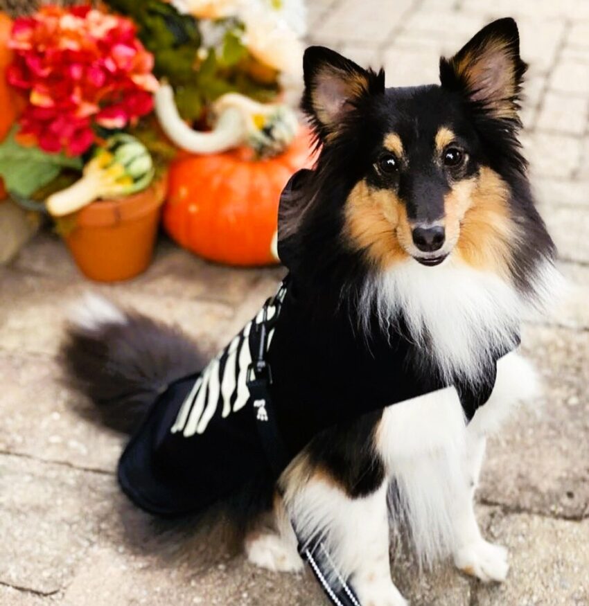 10 Best Sheltie Halloween Costumes.