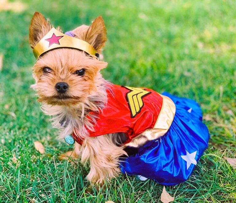 25 Best Small Dog Halloween Costumes.