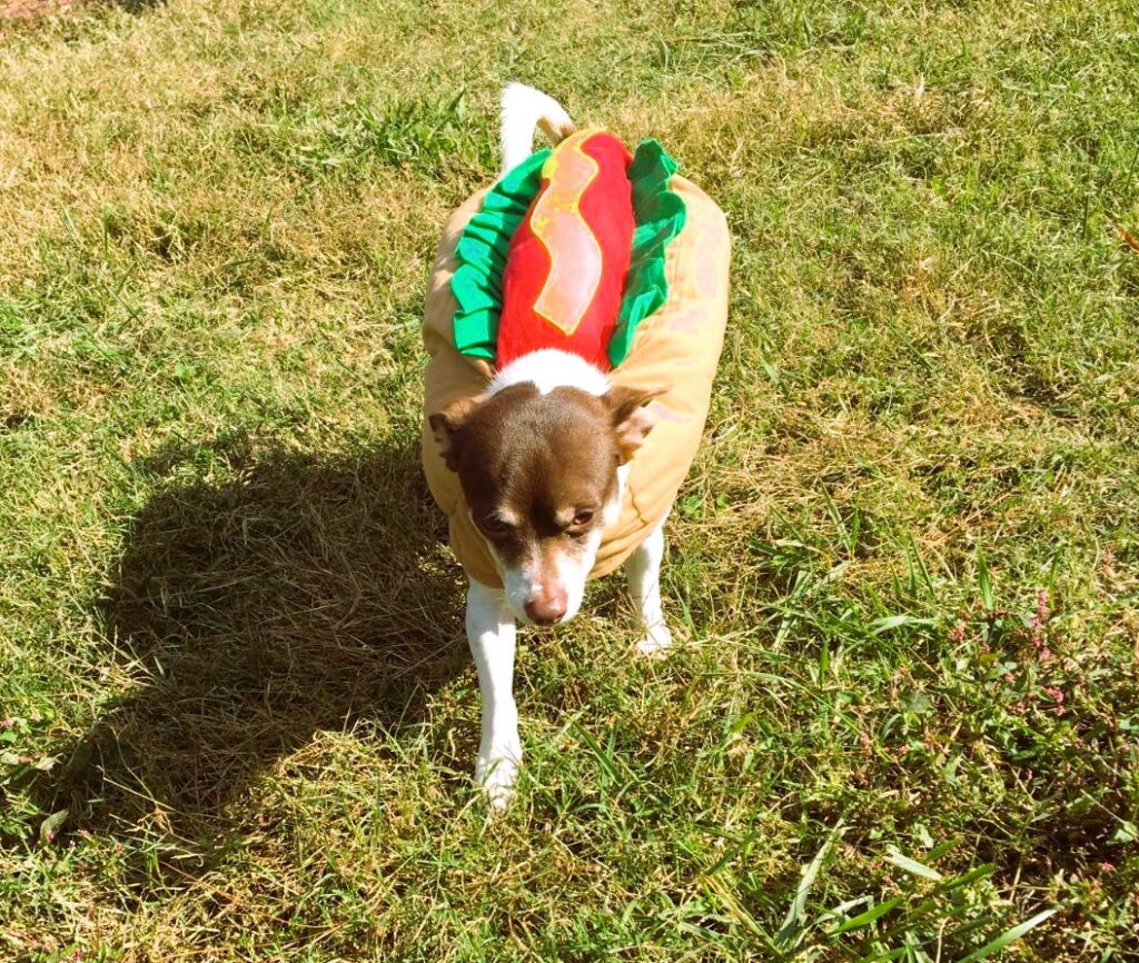 25 Best Small Dog Halloween Costumes.