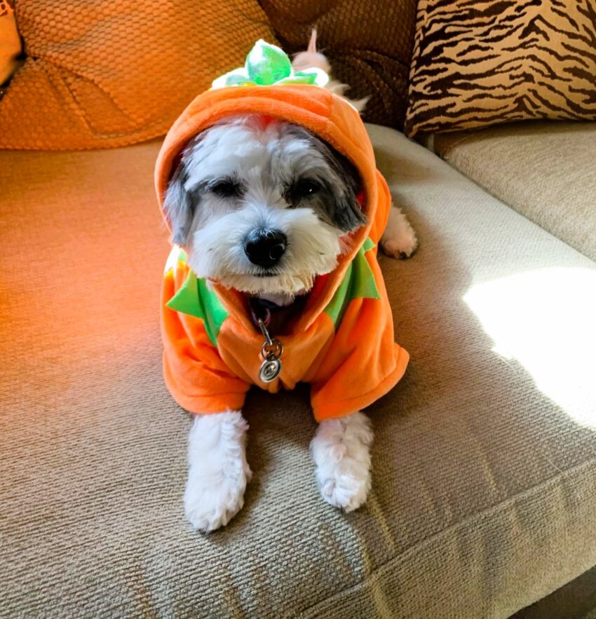 Super Cute Dog Costumes Perfect for Halloween.