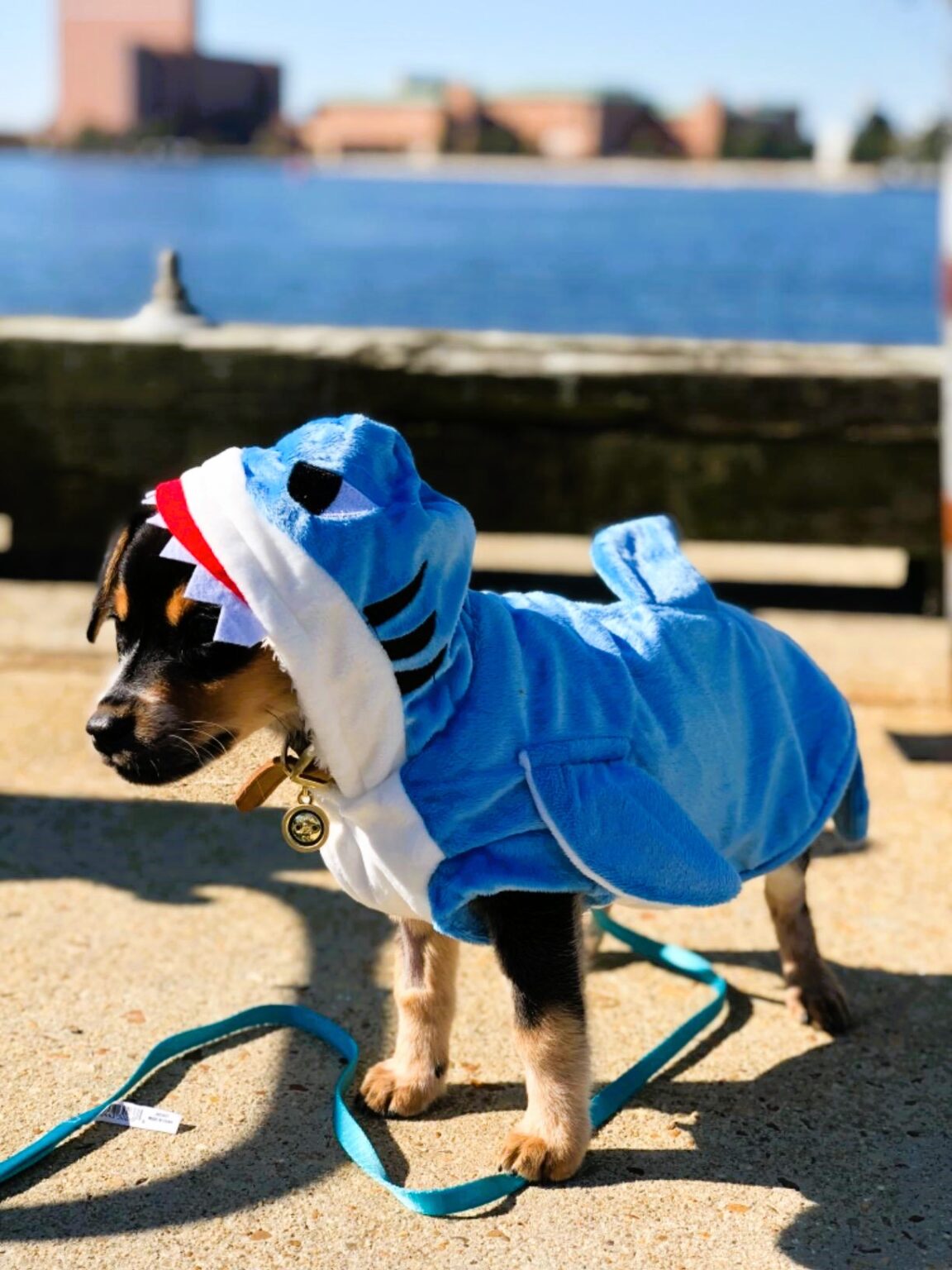 25 Best Small Dog Halloween Costumes.