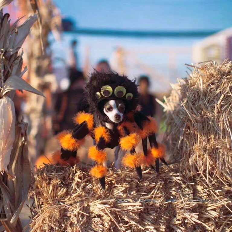 25 Best Small Dog Halloween Costumes.