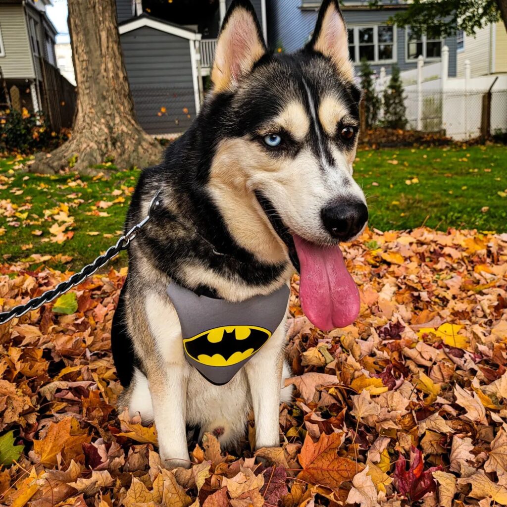 Amazing Halloween Costumes for Huskies.