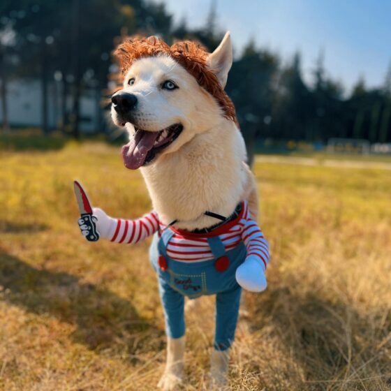 Amazing Halloween Costumes for Huskies.