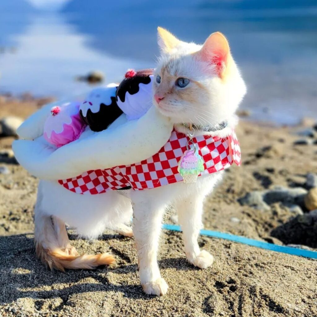 10 Hilarious Costumes for Goats!