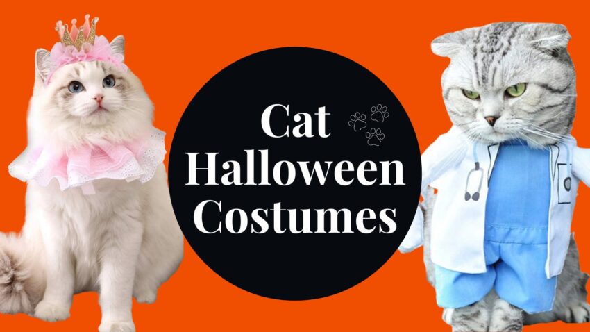29 Cat Halloween Costumes That Are Funny Too!