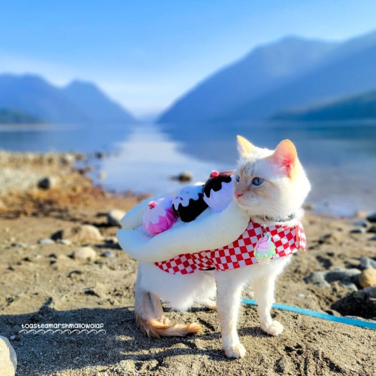 29 Cat Halloween Costumes That Are Funny Too!