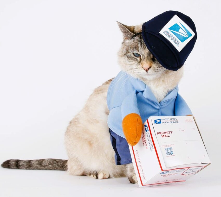 29 Cat Halloween Costumes That Are Funny Too!