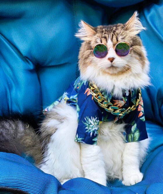 29 Cat Halloween Costumes That Are Funny Too!